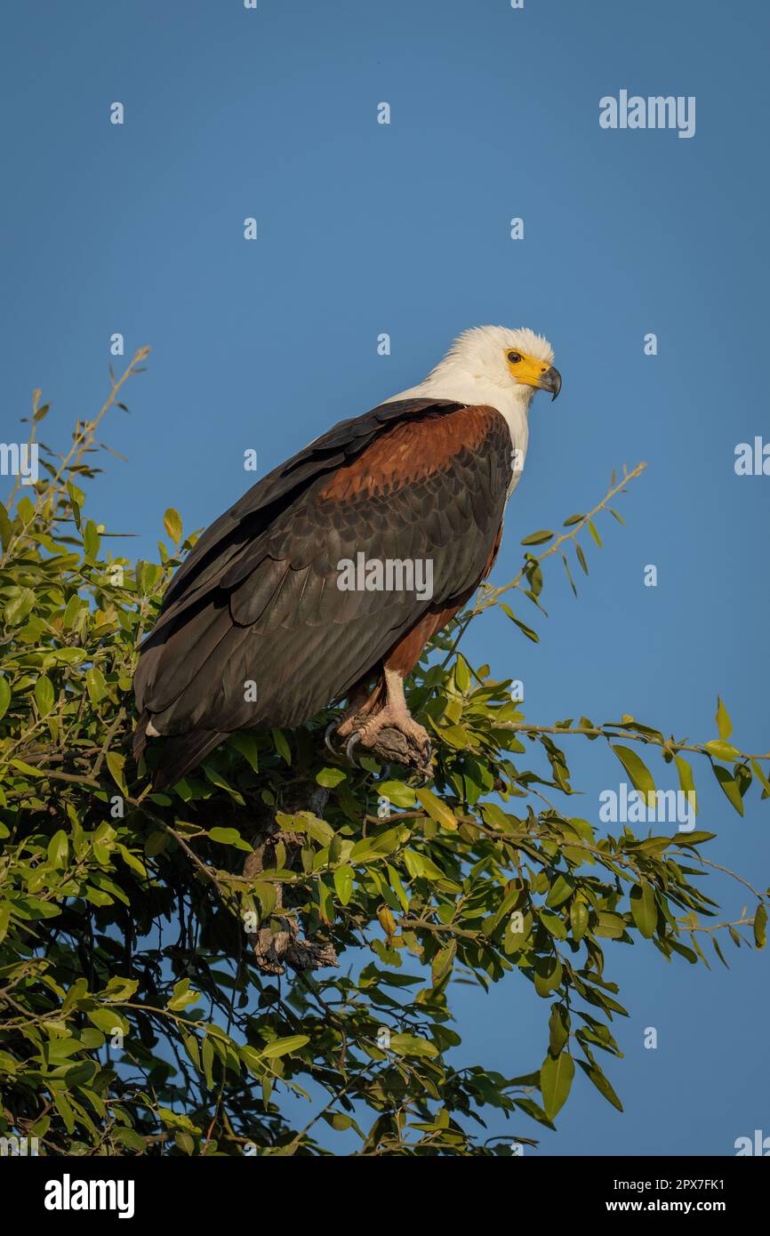 African fish eagle watches camera from tree Stock Photo - Alamy