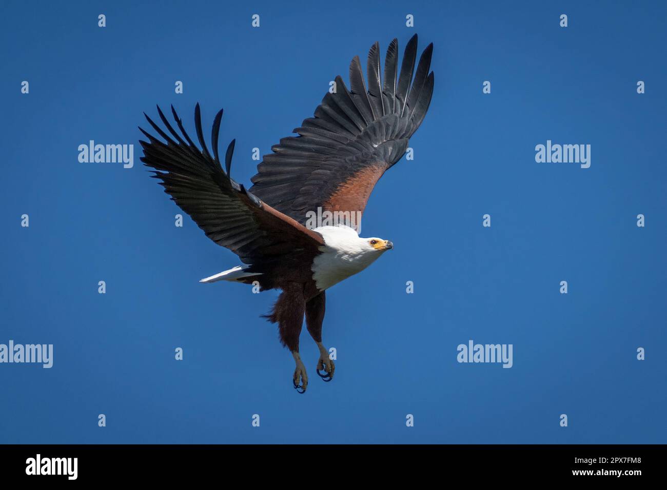 African fish eagle with catchlight flaps wings Stock Photo - Alamy