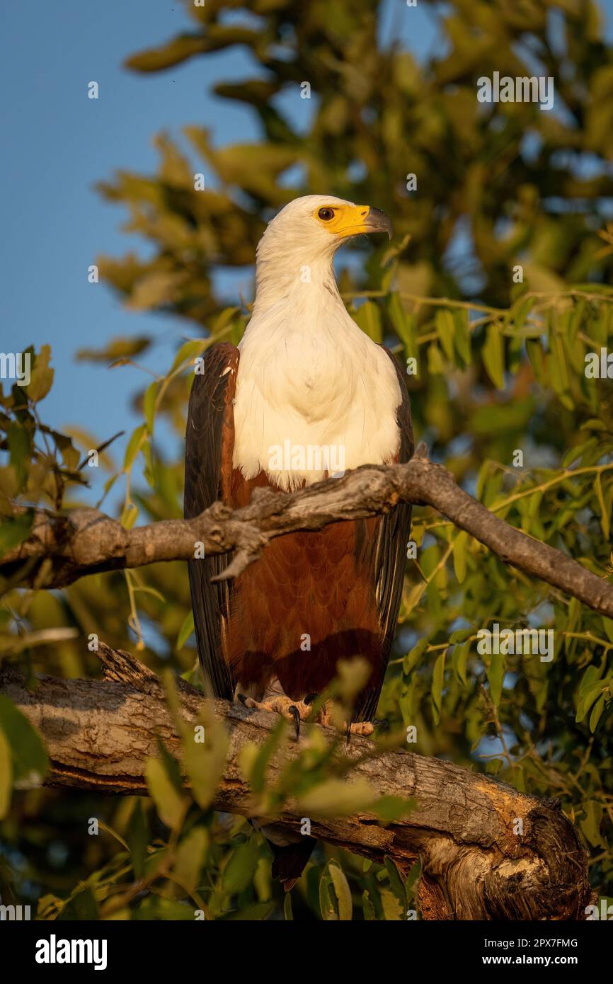 African fish eagle turning head on branch Stock Photo - Alamy