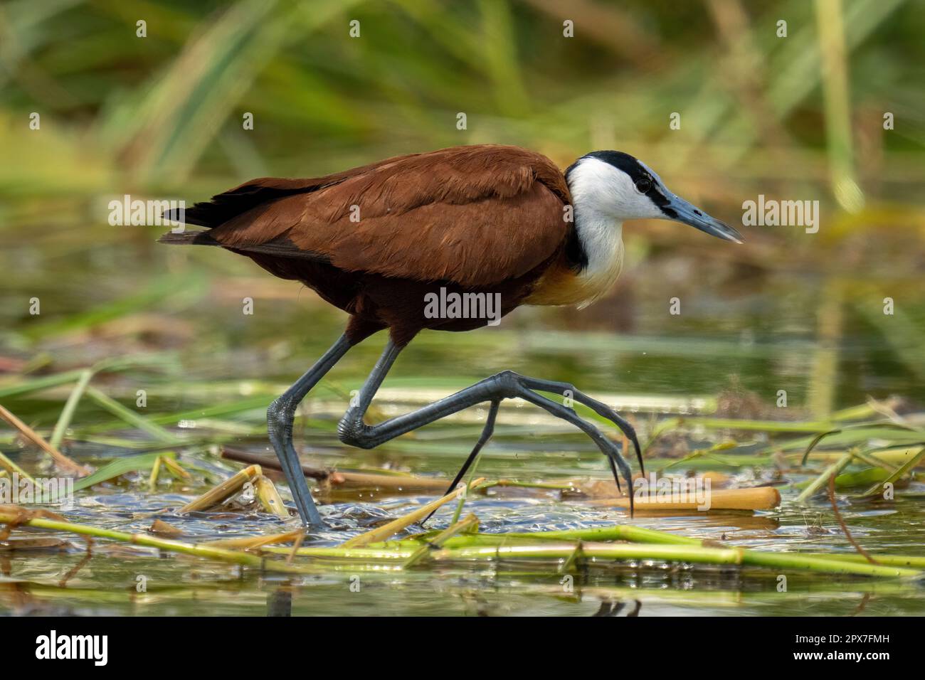 African jacana walking across river lifting foot Stock Photo - Alamy