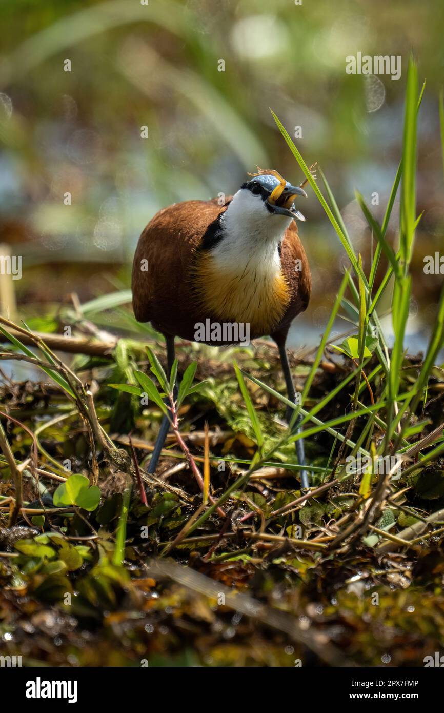 African jacana swallowing frog in tangled grass Stock Photo - Alamy