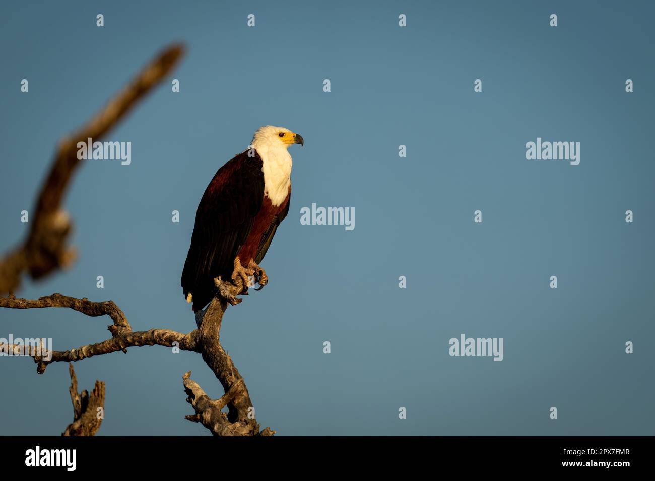 African fish eagle on tree watching camera Stock Photo - Alamy