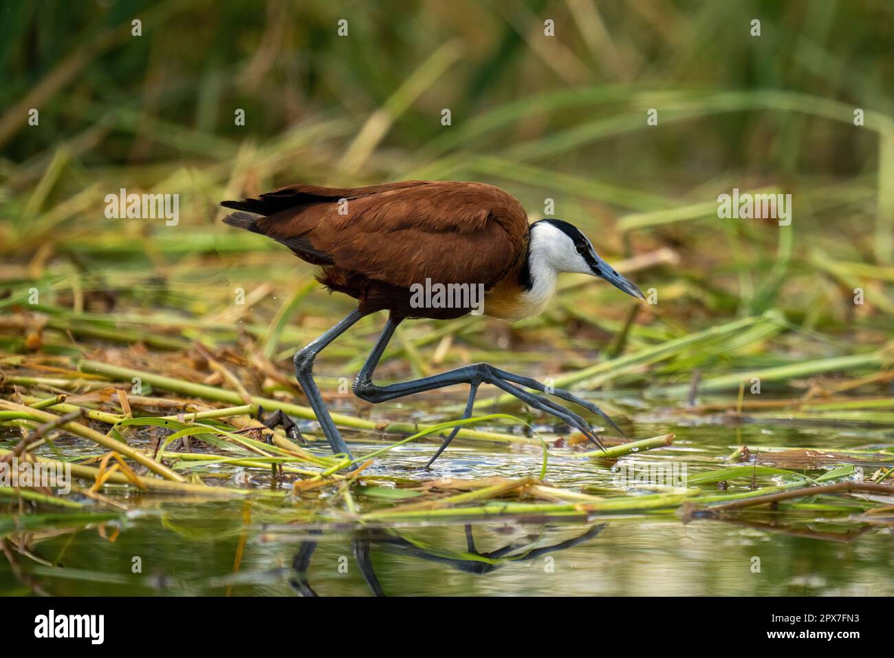 African jacana walks across grass in river Stock Photo - Alamy