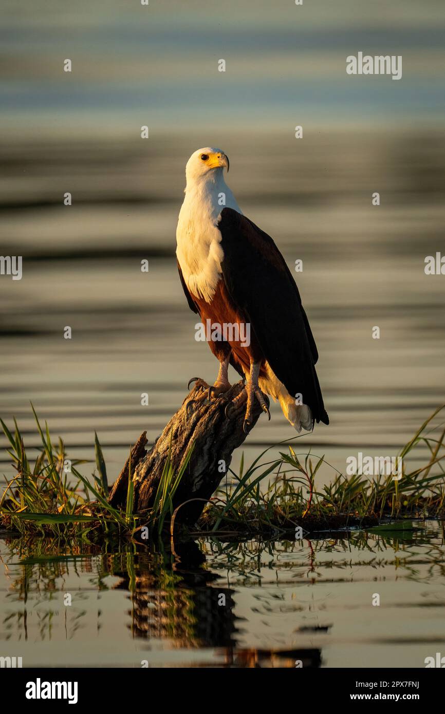 African fish eagle on stump in river Stock Photo - Alamy