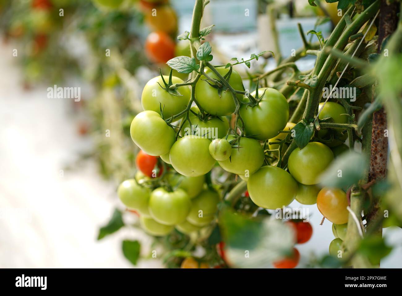 Cute tomatos hi-res stock photography and images - Alamy