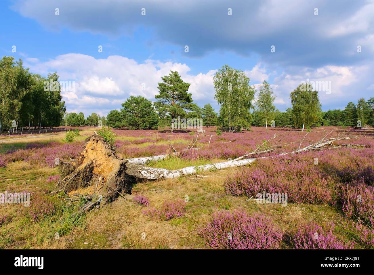 Heath landscape with flowering Heather, Calluna vulgaris and hiking ...