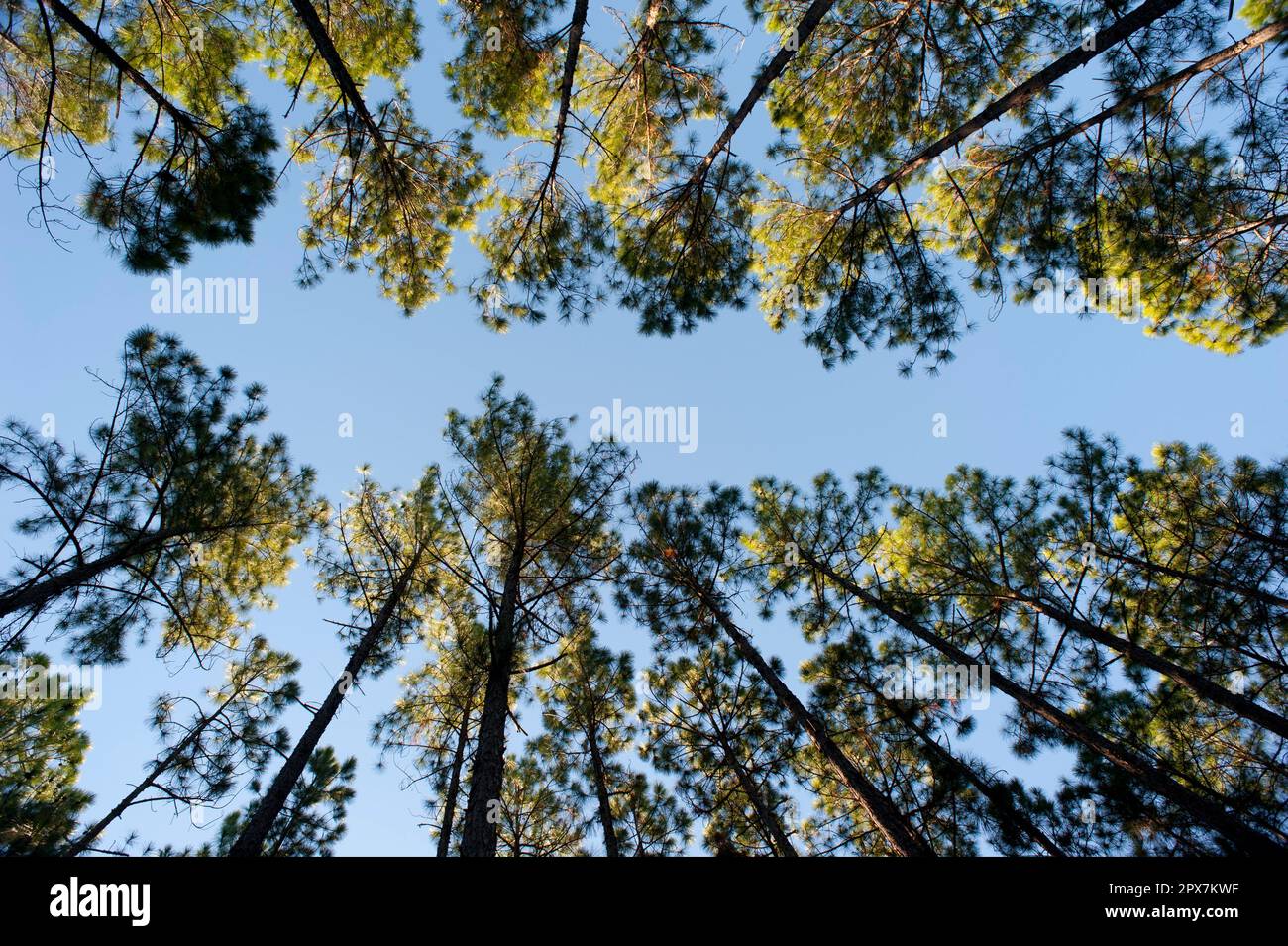 Rows of trees in a plantation viewed from below looking up into the ...