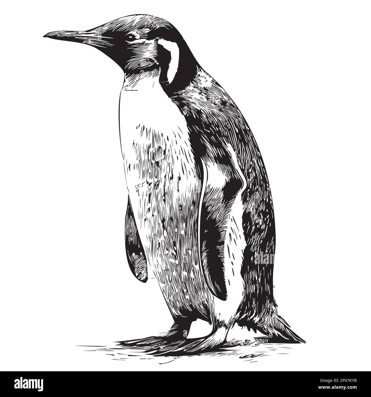 Penguin, hand drawn sketch in doodle style illustration Stock Vector ...
