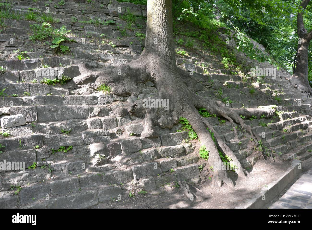 The roots of the tree are woven into the brickwork of the building ...