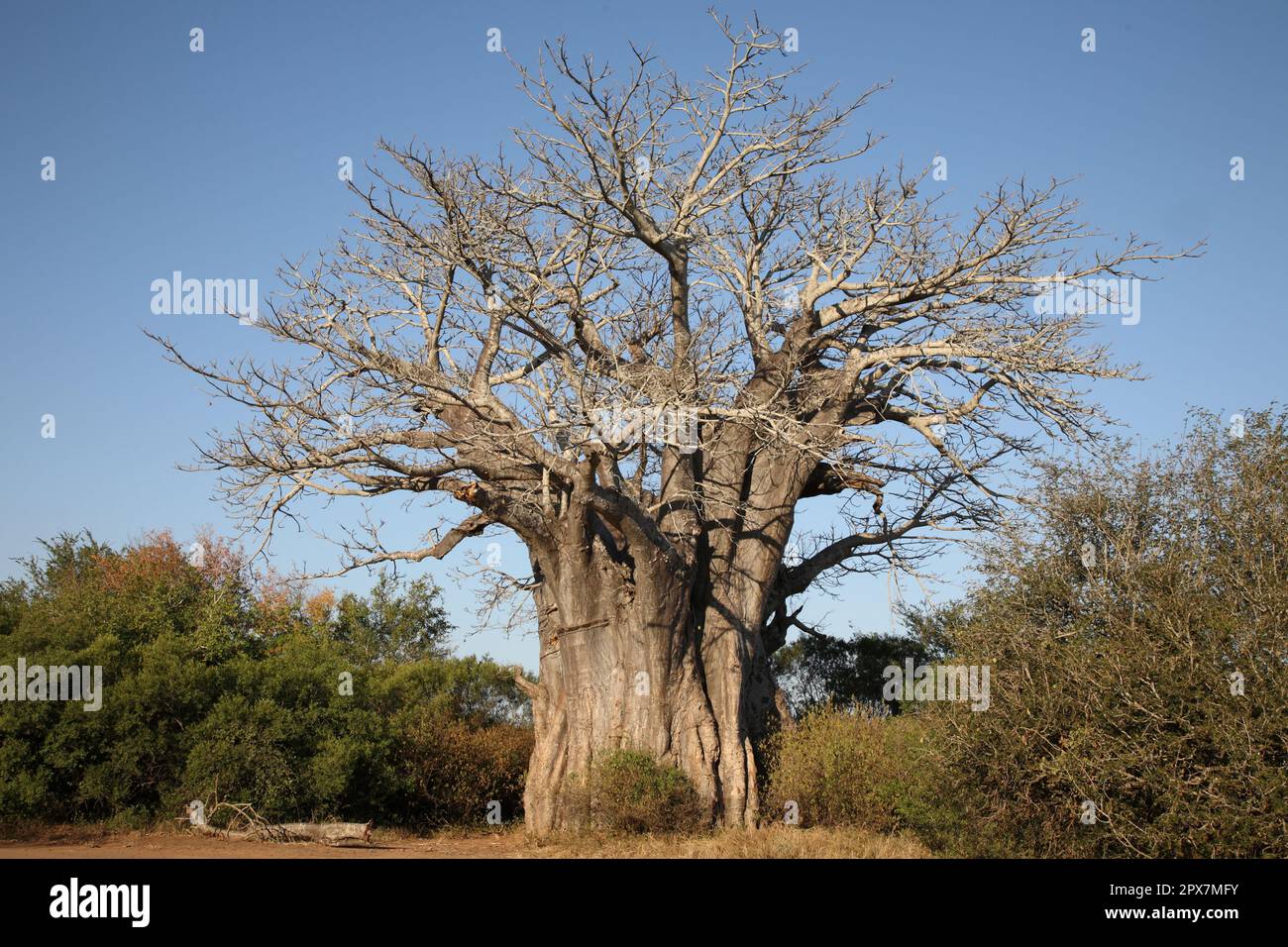 Affenbrotbaum / Baobab / Adansonia digitata Stock Photo - Alamy