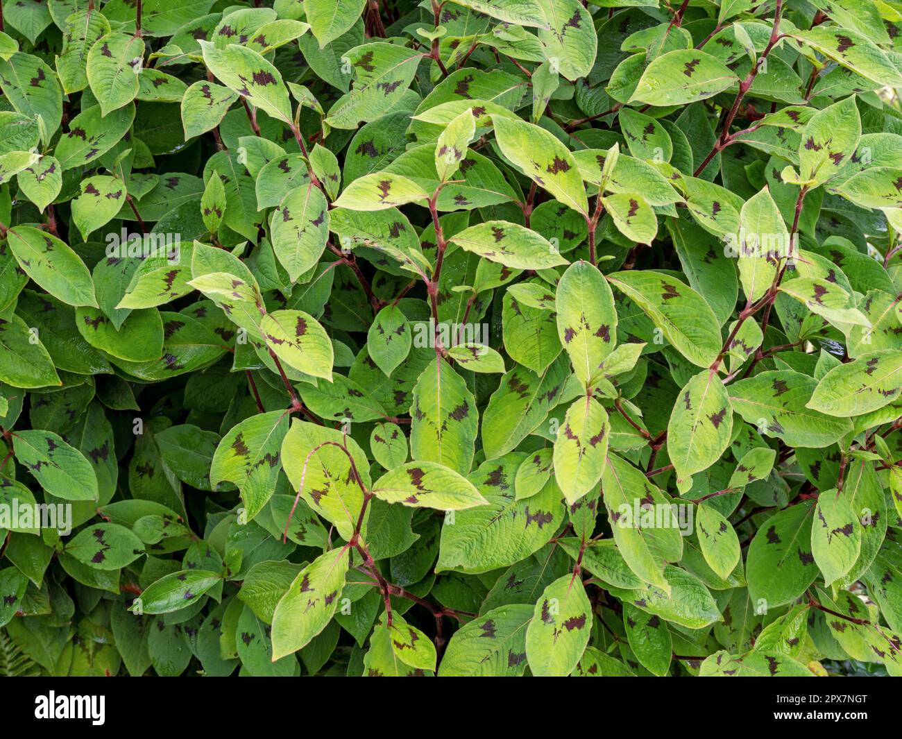 Attractive variegated leaves of jumpseed, Persicaria virginiana, also ...