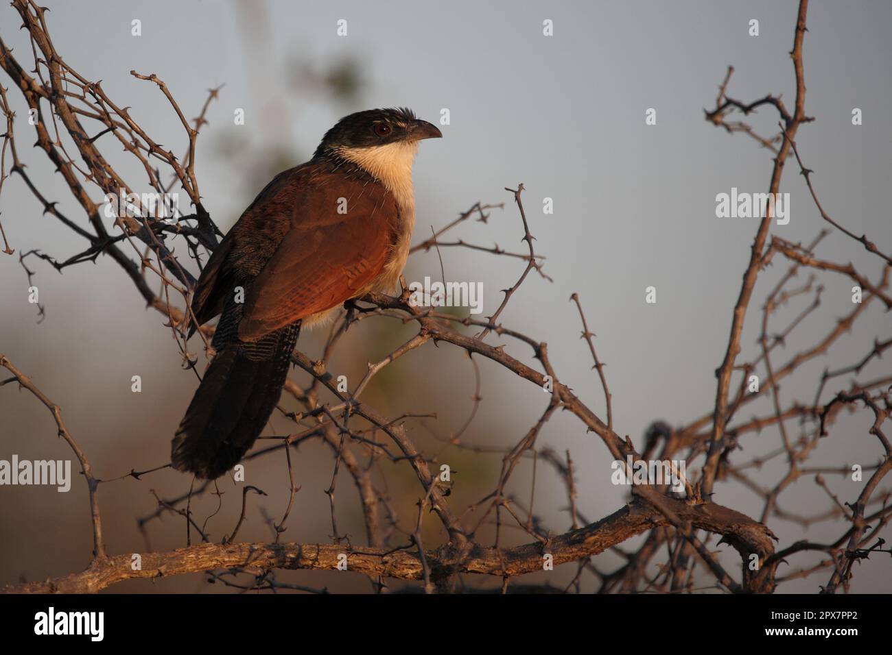 Tiputip / Burchell's coucal / Centropus superciliosus Stock Photo - Alamy
