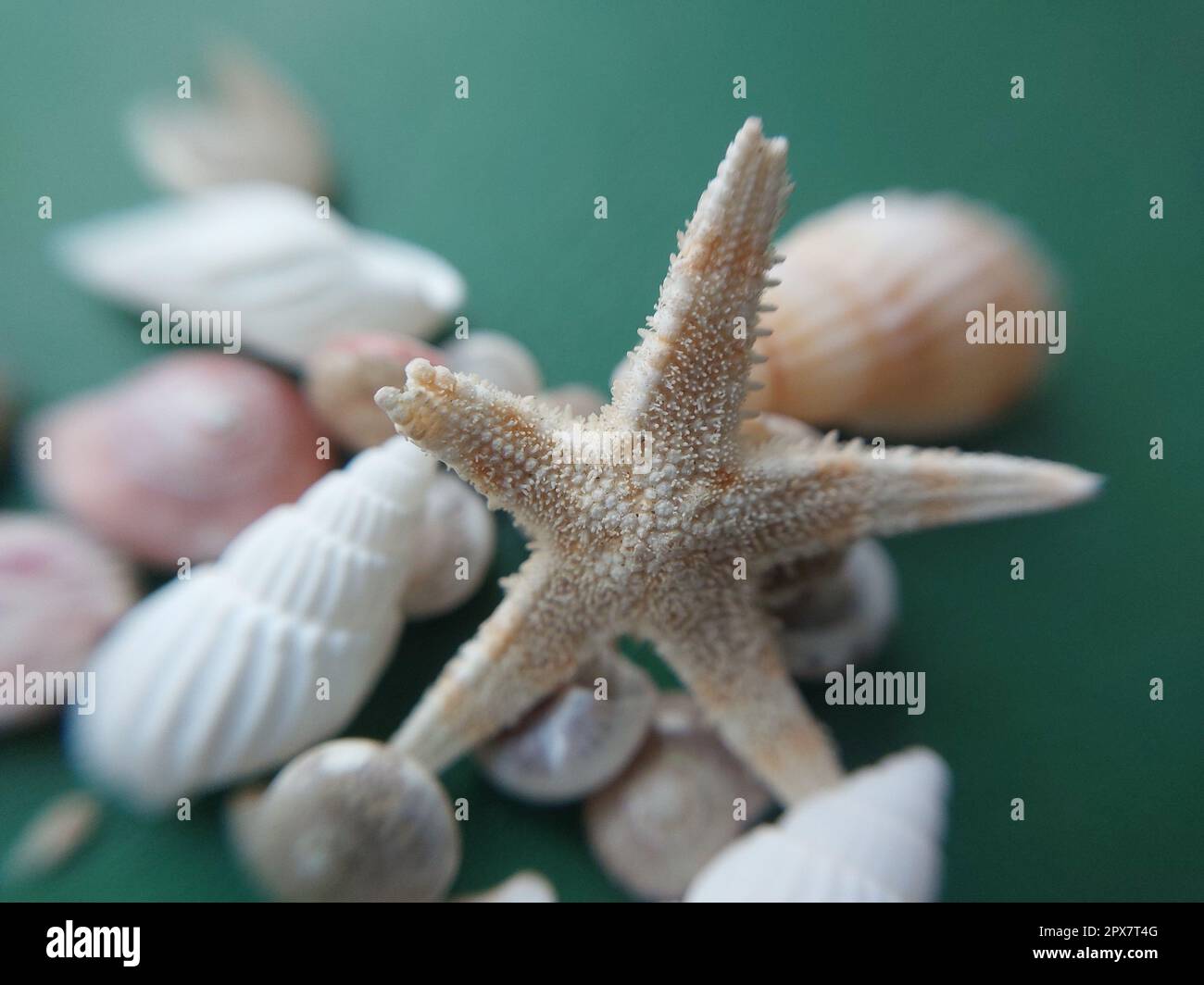 Sea and ocean small the shells Stock Photo - Alamy