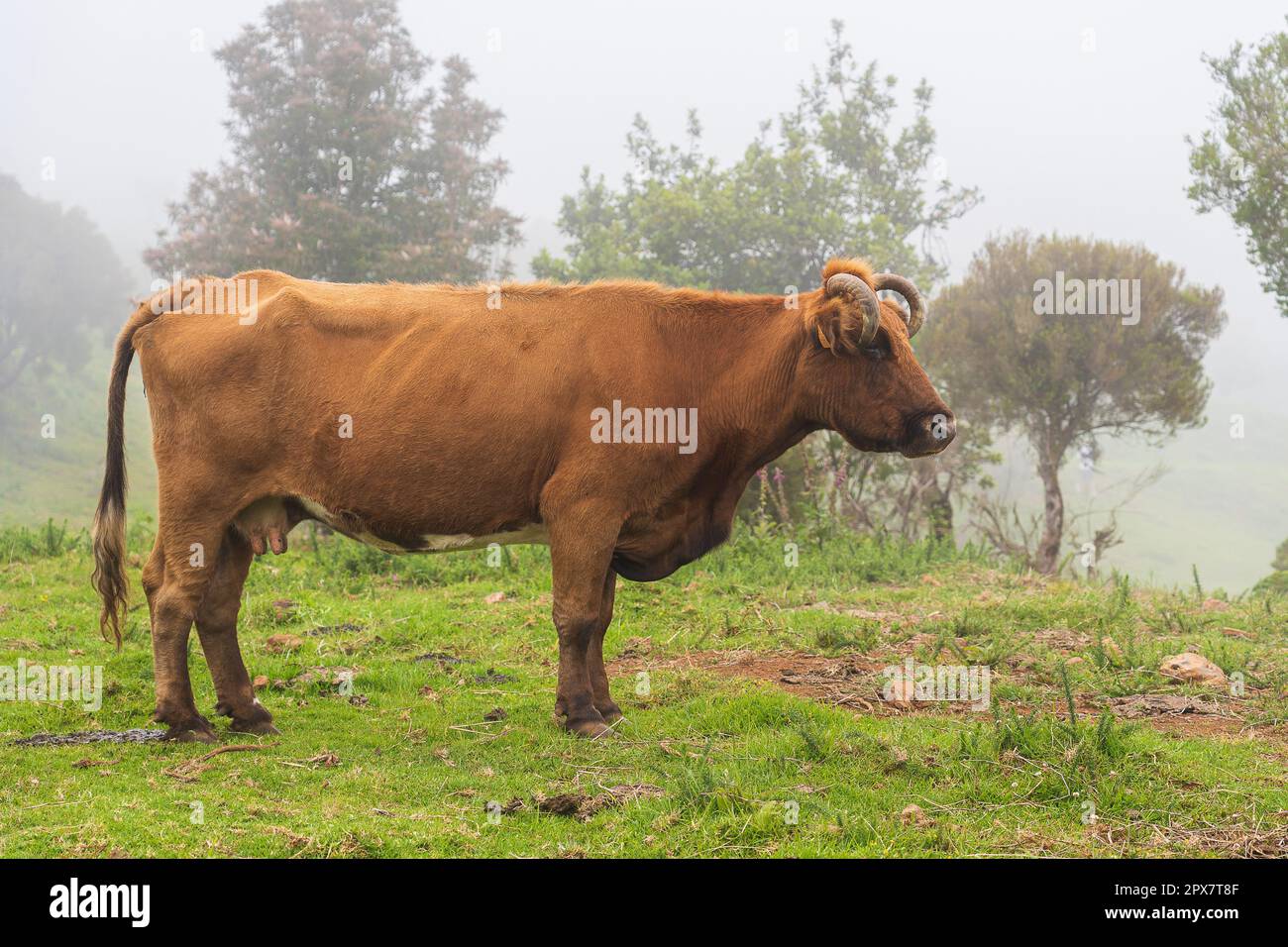 Cows on pasture on Madeira island. Summertime Stock Photo - Alamy