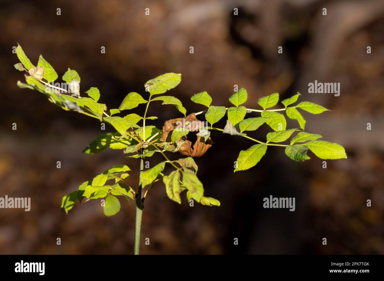 Baby beech hi-res stock photography and images - Alamy