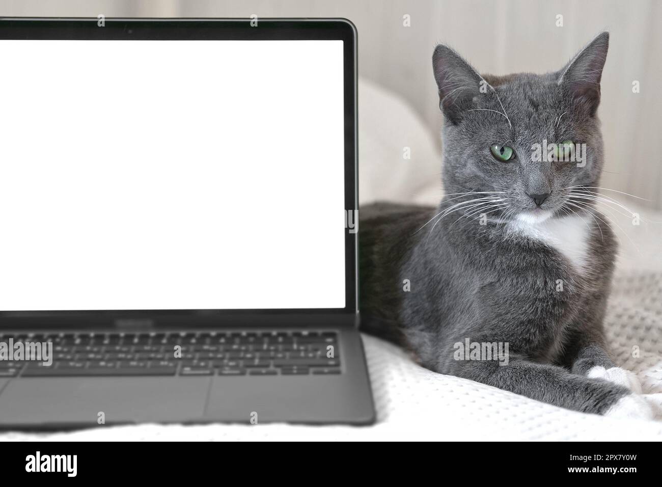 Laptop with white screen chromakey against Cat. Little gray cute sleepy ...