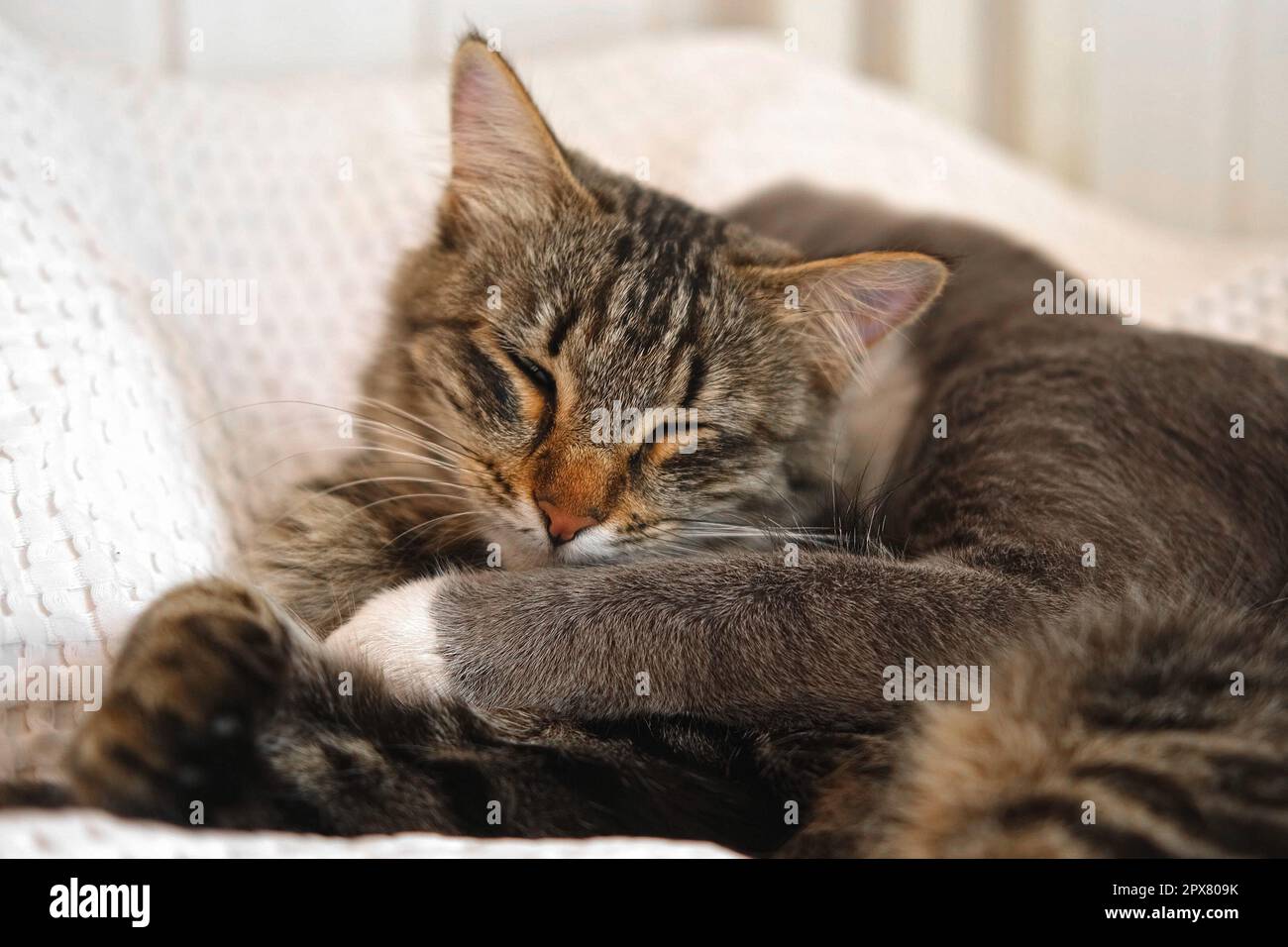 Two cats cuddling on white blanket at home. Cute domestic striped ...