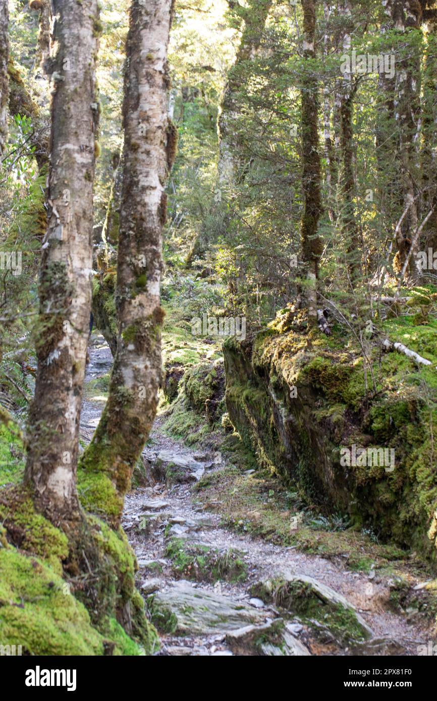 Tropical rainforest jungle of New Zealand. Green natural Stock Photo ...