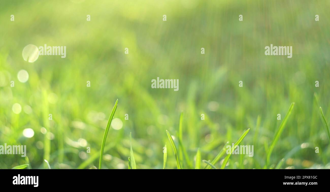 Juicy and bright green grass in sunlight. Close up. Green lawn ...