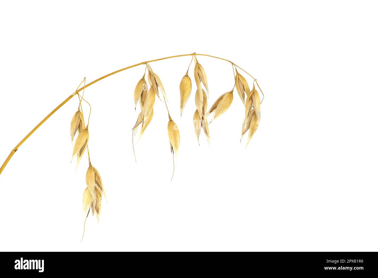 Common oat (Avena sativa) branch with ready to harvest oats grains ...