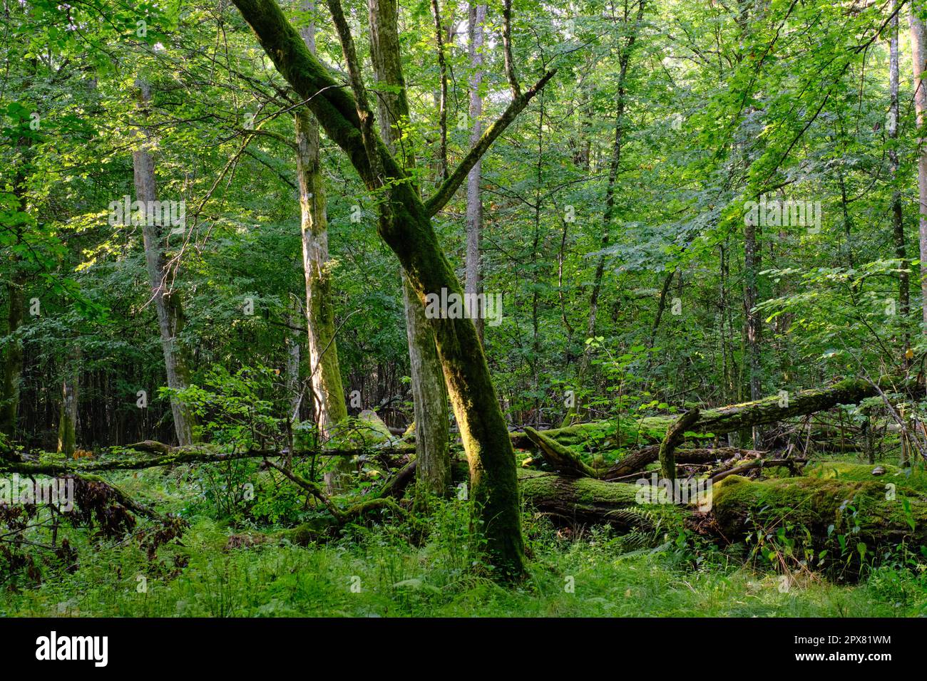 Natural deciduous stand in summer morning with some broken trees lying ...