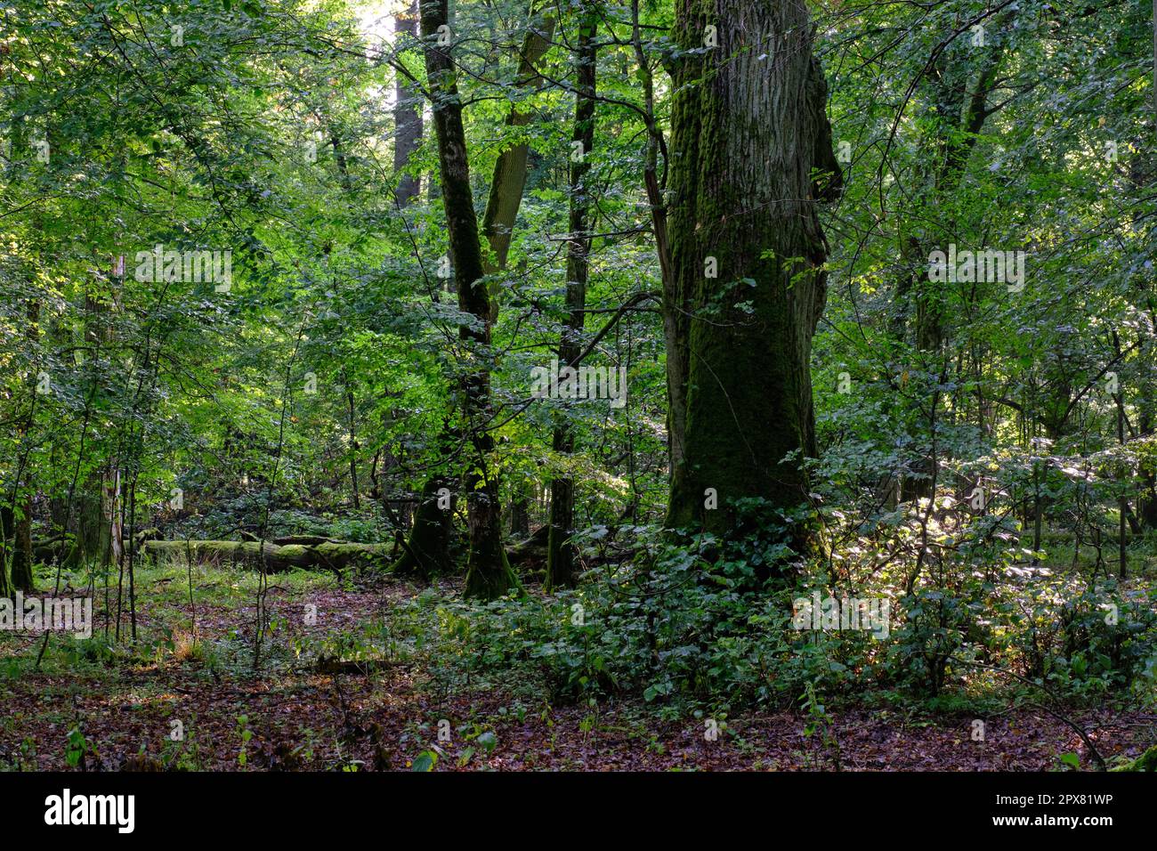 Summertime deciduous forest with oak monumental tree in foreground ...