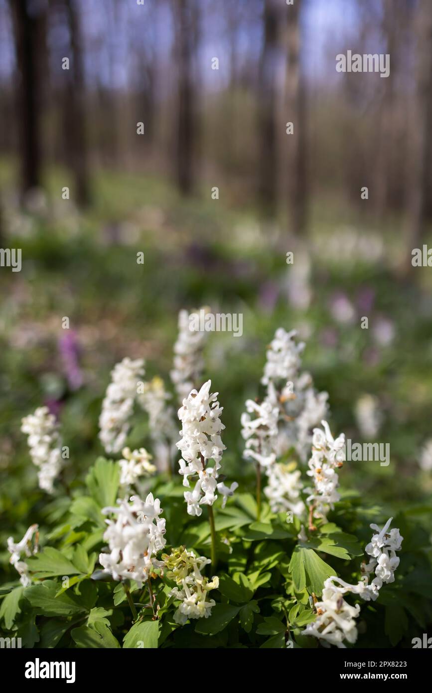 Hollow smokestack (Corydalis cava), spring forest, Southern Moravia ...