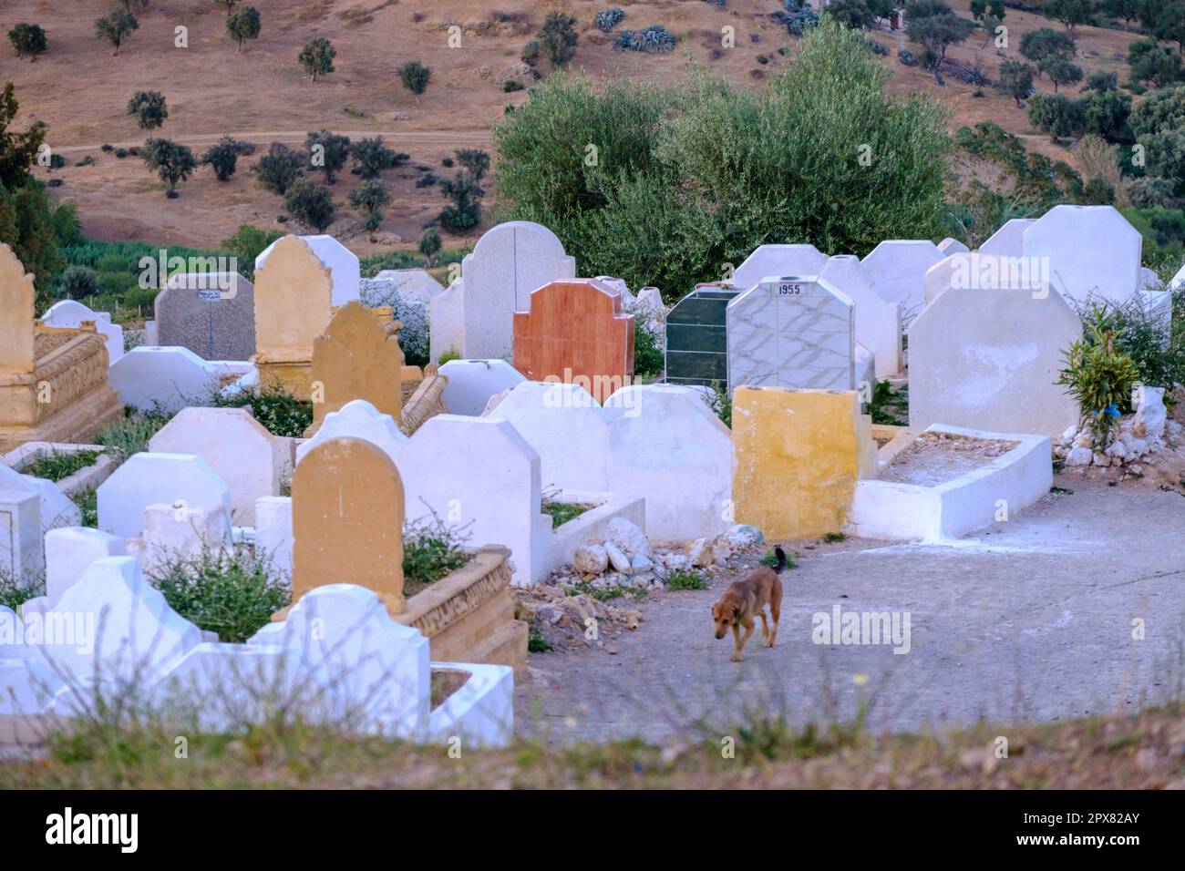 dog next to graves, Merinid Tombs, Fez, morocco, africa Stock Photo - Alamy