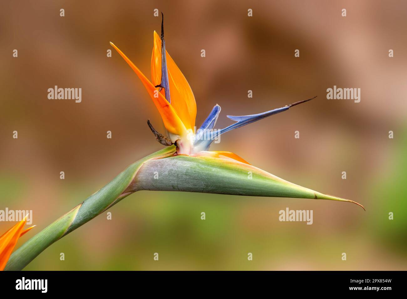 Strelitzia reginae, commonly known as the crane flower, bird of ...