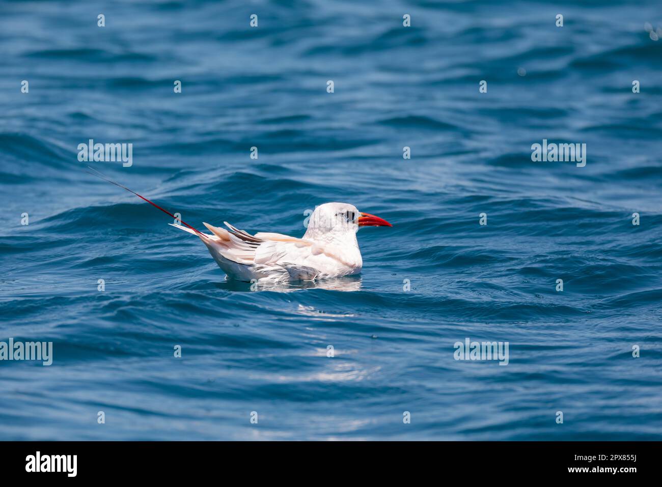 The red-tailed tropicbird (Phaethon rubricauda) swim in sea. Seabird ...