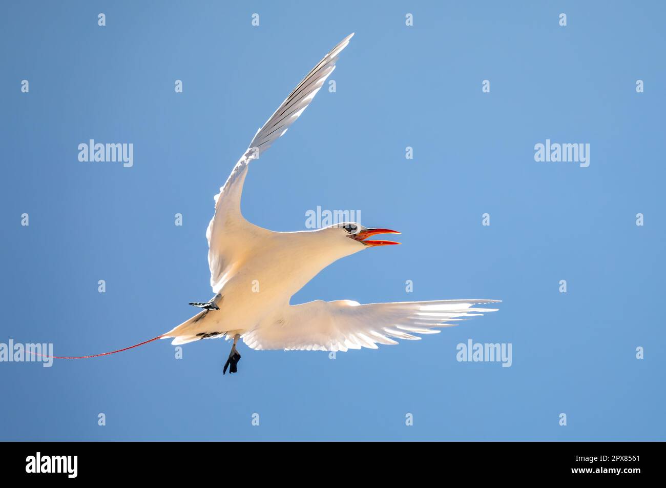 The red-tailed tropicbird (Phaethon rubricauda) in flight. Seabird ...