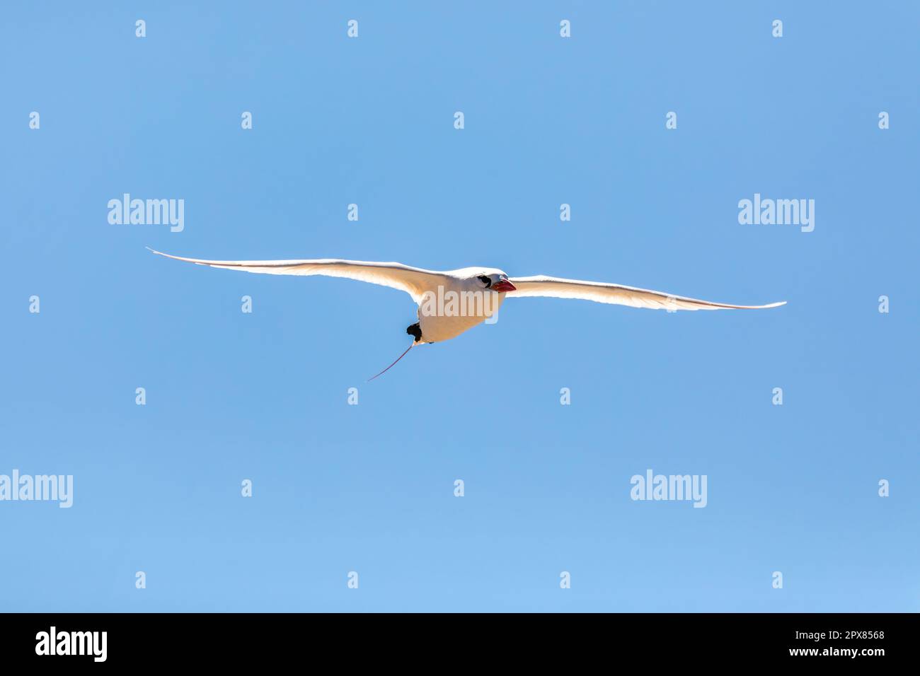 The red-tailed tropicbird (Phaethon rubricauda) in flight. Seabird ...