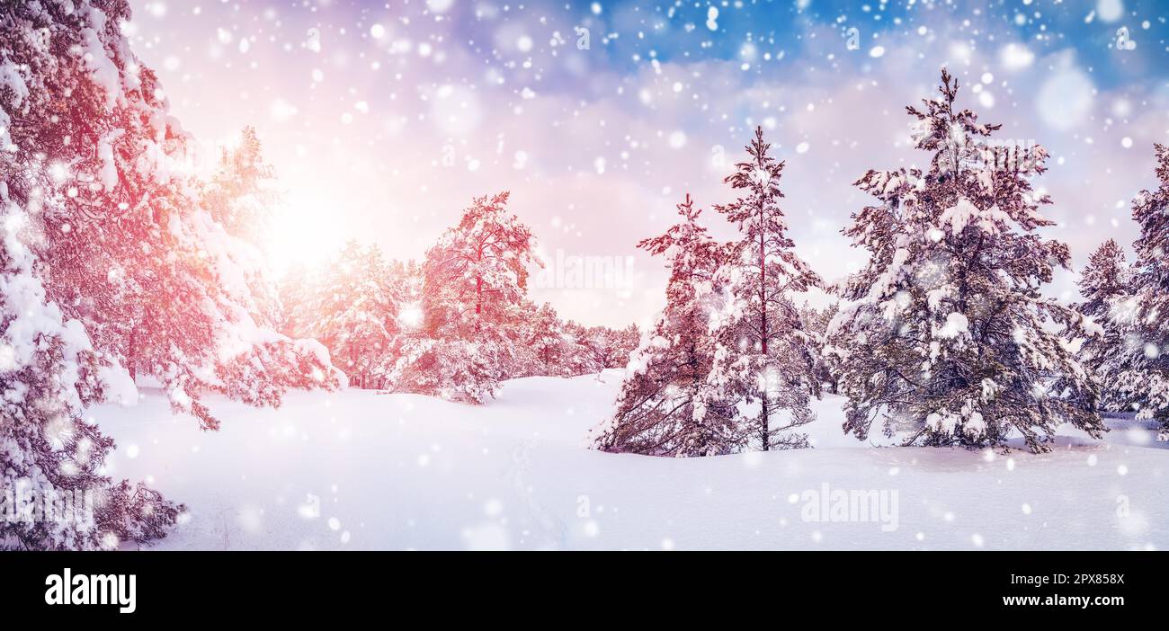 Snowfall in the winter majestic forest in the morning. Beautiful snowy ...