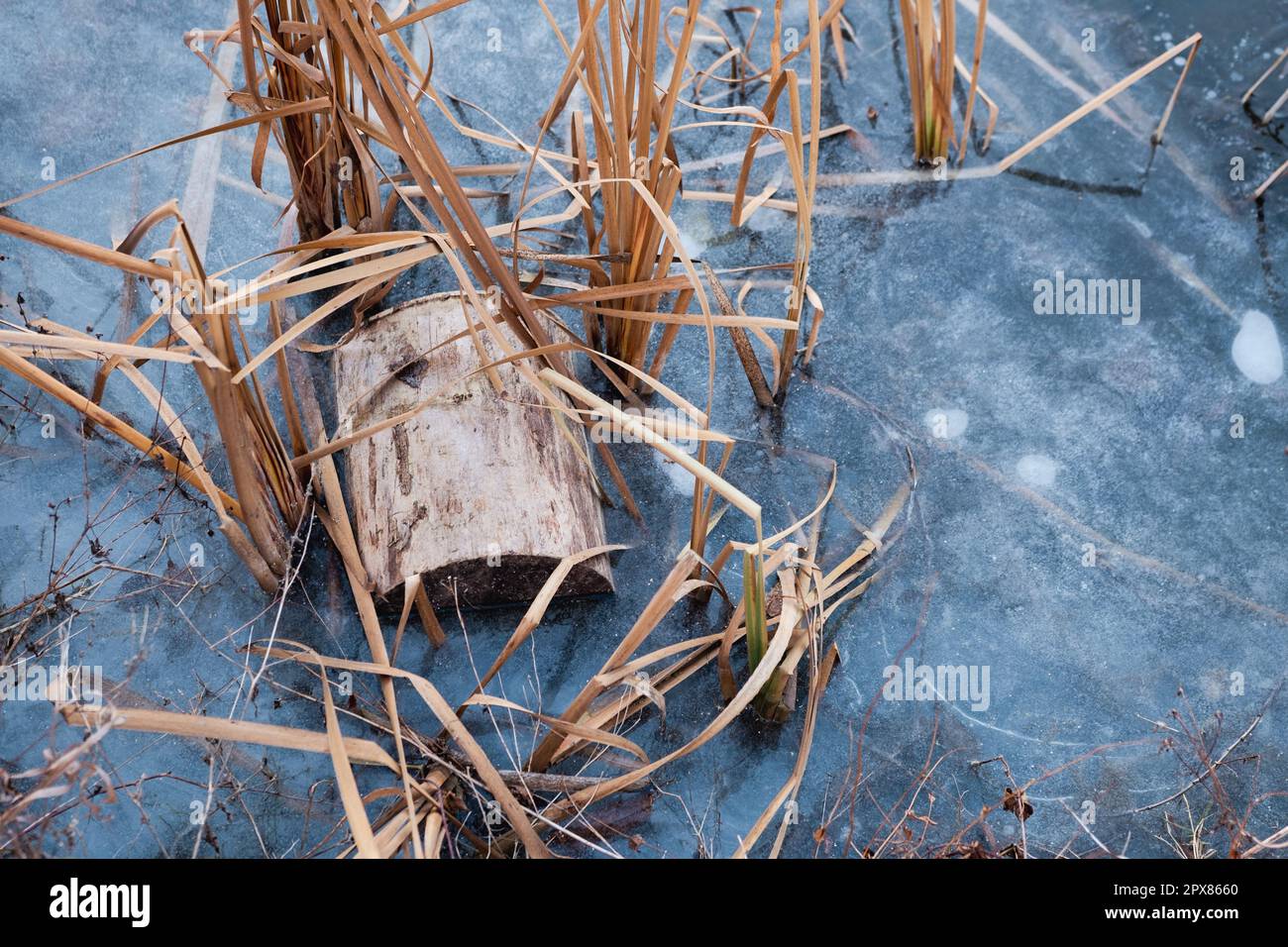 Old stump in the ice river in early winter. There is some reed on a ...