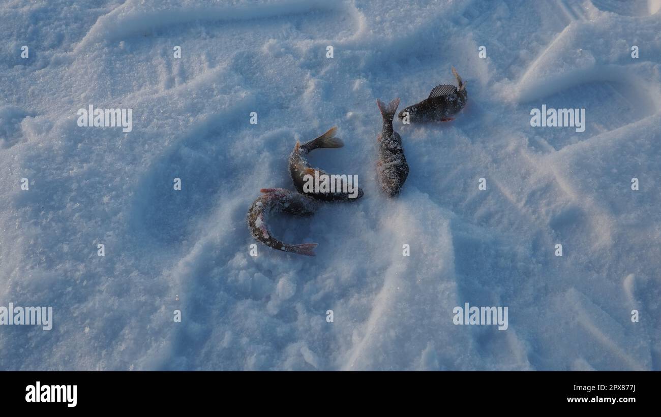 Frozen small perch on snow ice. Catch caught during winter fishing ...