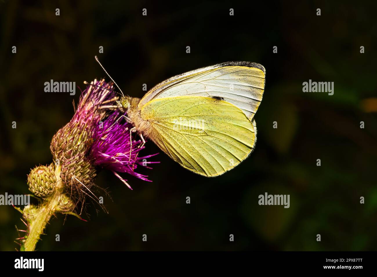 A close look at a white butterfly in natural habitat on colorful plants ...