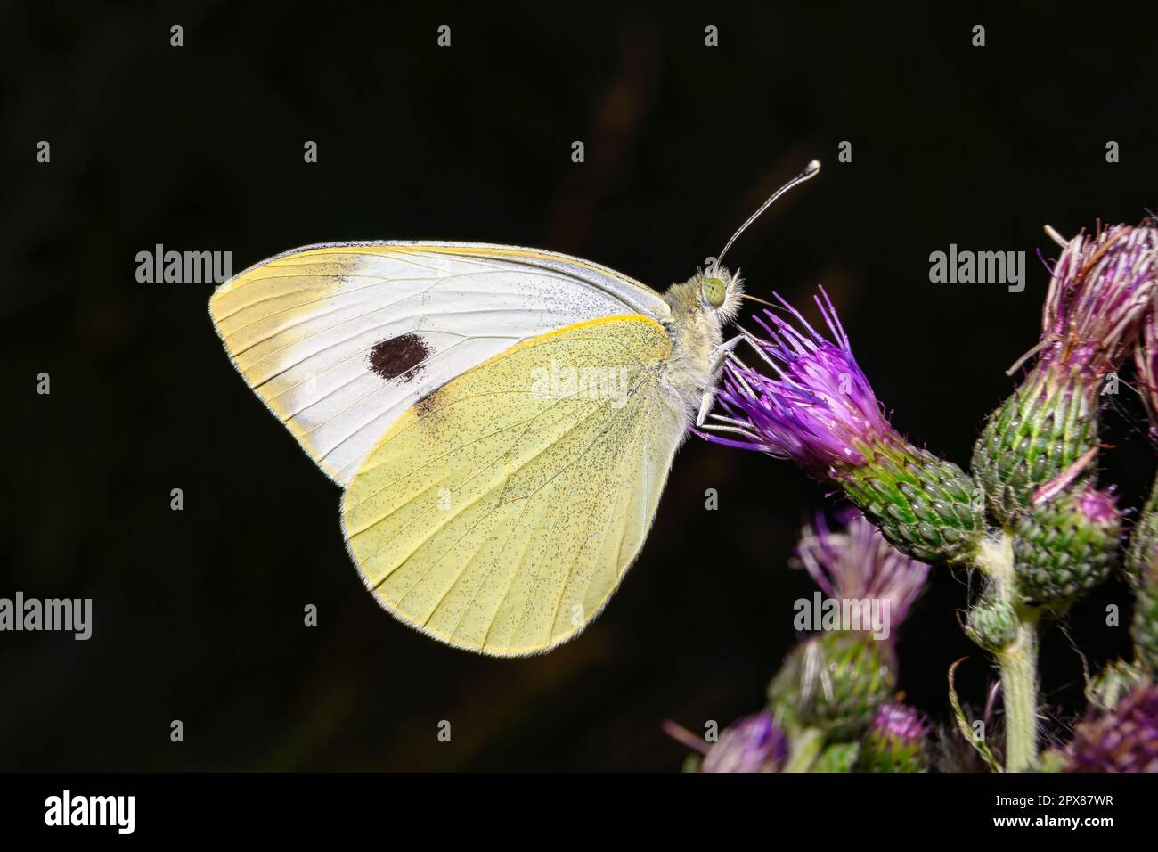 A close look at a white butterfly in natural habitat on colorful plants ...