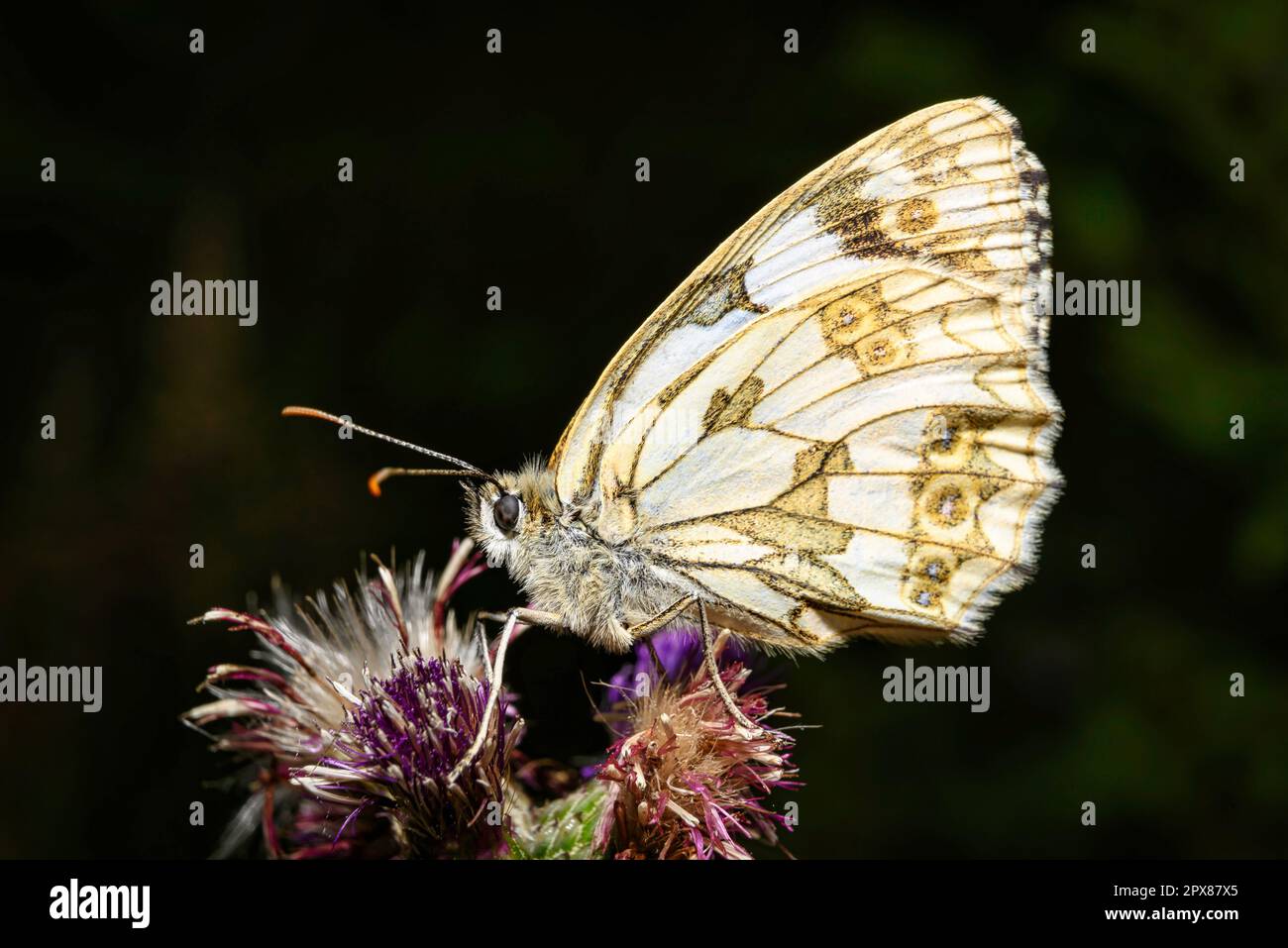 A close look at a white butterfly in natural habitat on colorful plants ...
