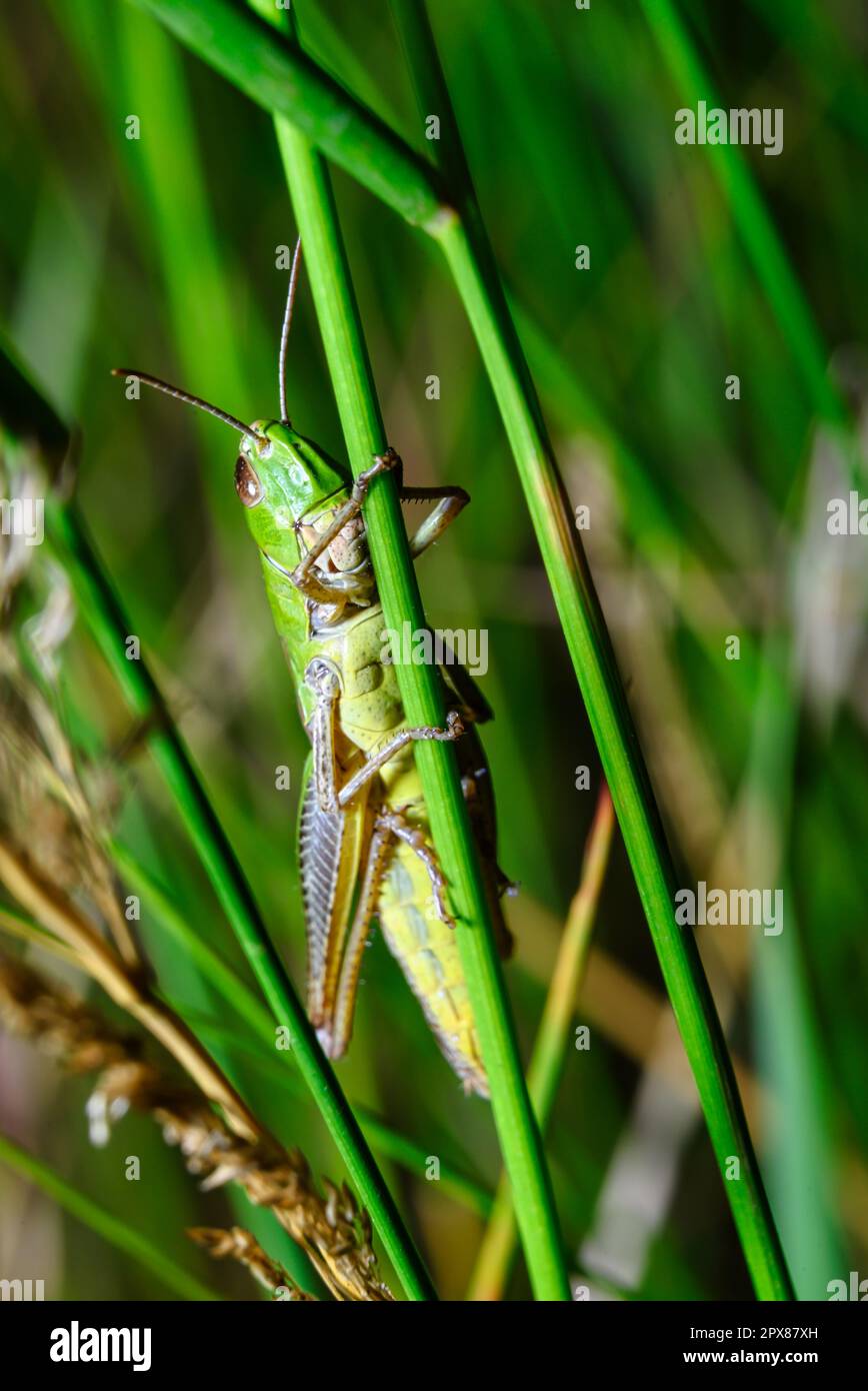 Sense of natural habitat hi-res stock photography and images - Alamy