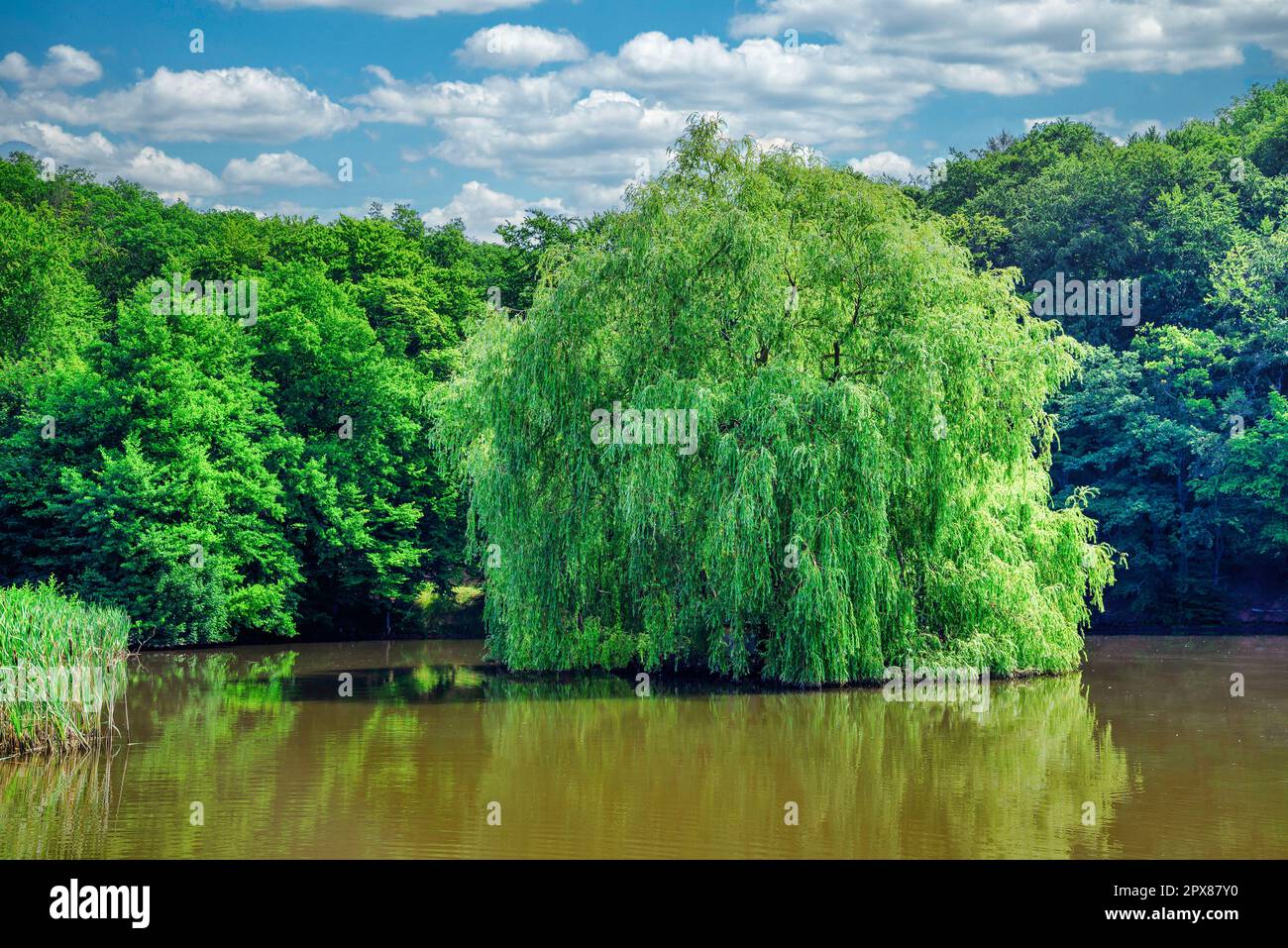 A view of the pasture in the castle pond in Grillenberg near ...