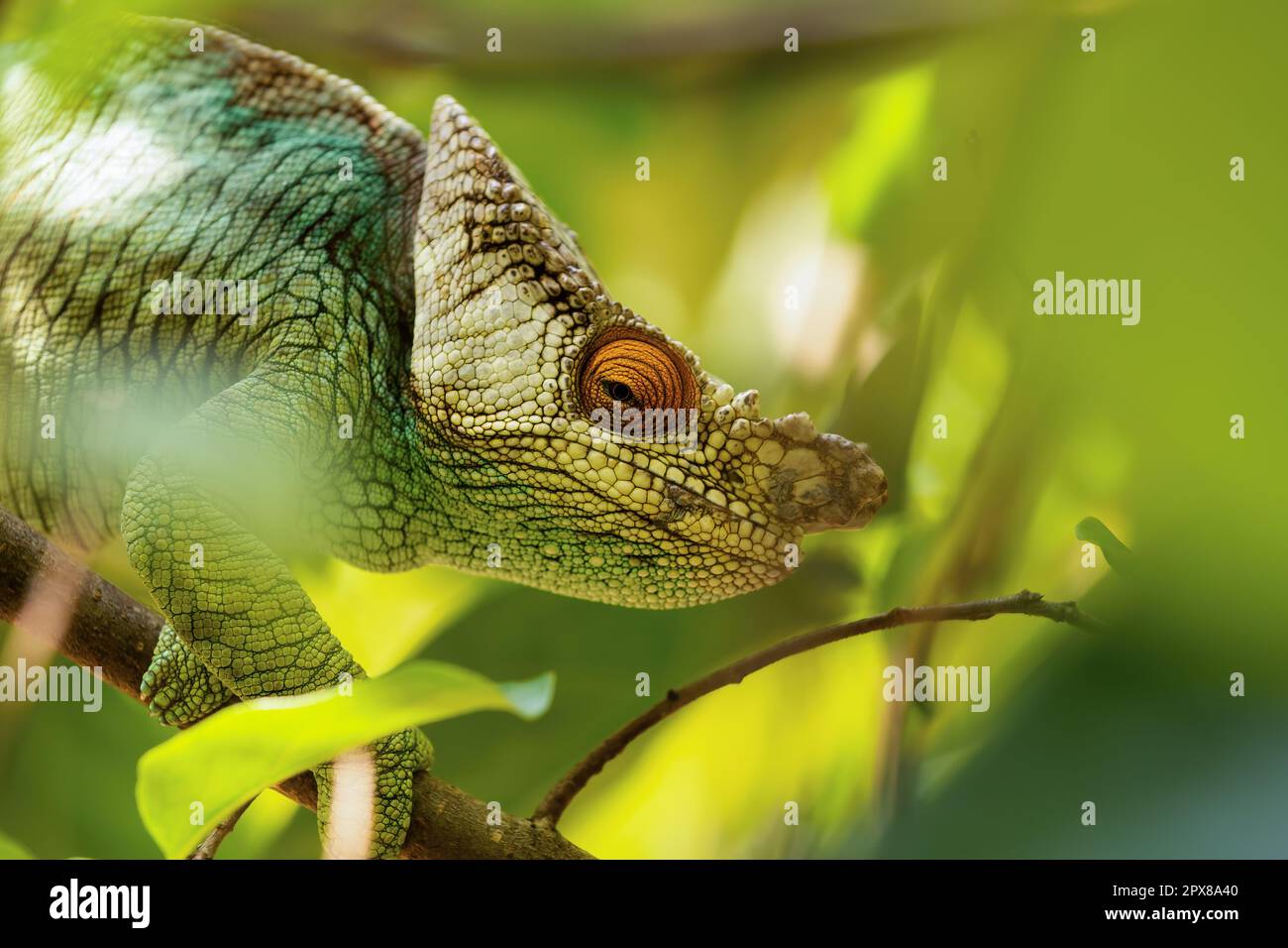 Parson's chameleon (Calumma parsonii) is a large endemic species of ...