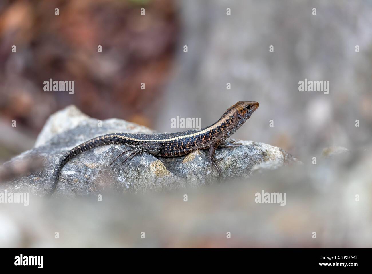Zonosaurus laticaudatus, the western girdled lizard, is a species of ...