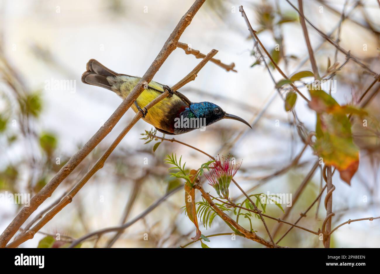 Souimanga sunbird (Cinnyris sovimanga) is a small passerine endemic ...