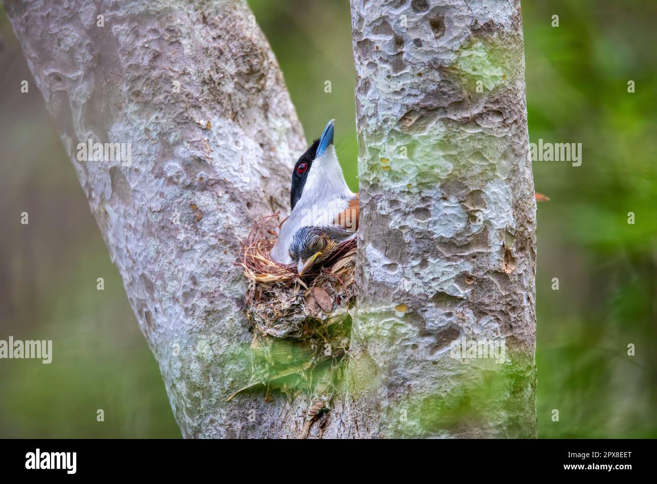 Monotypic species hi-res stock photography and images - Alamy