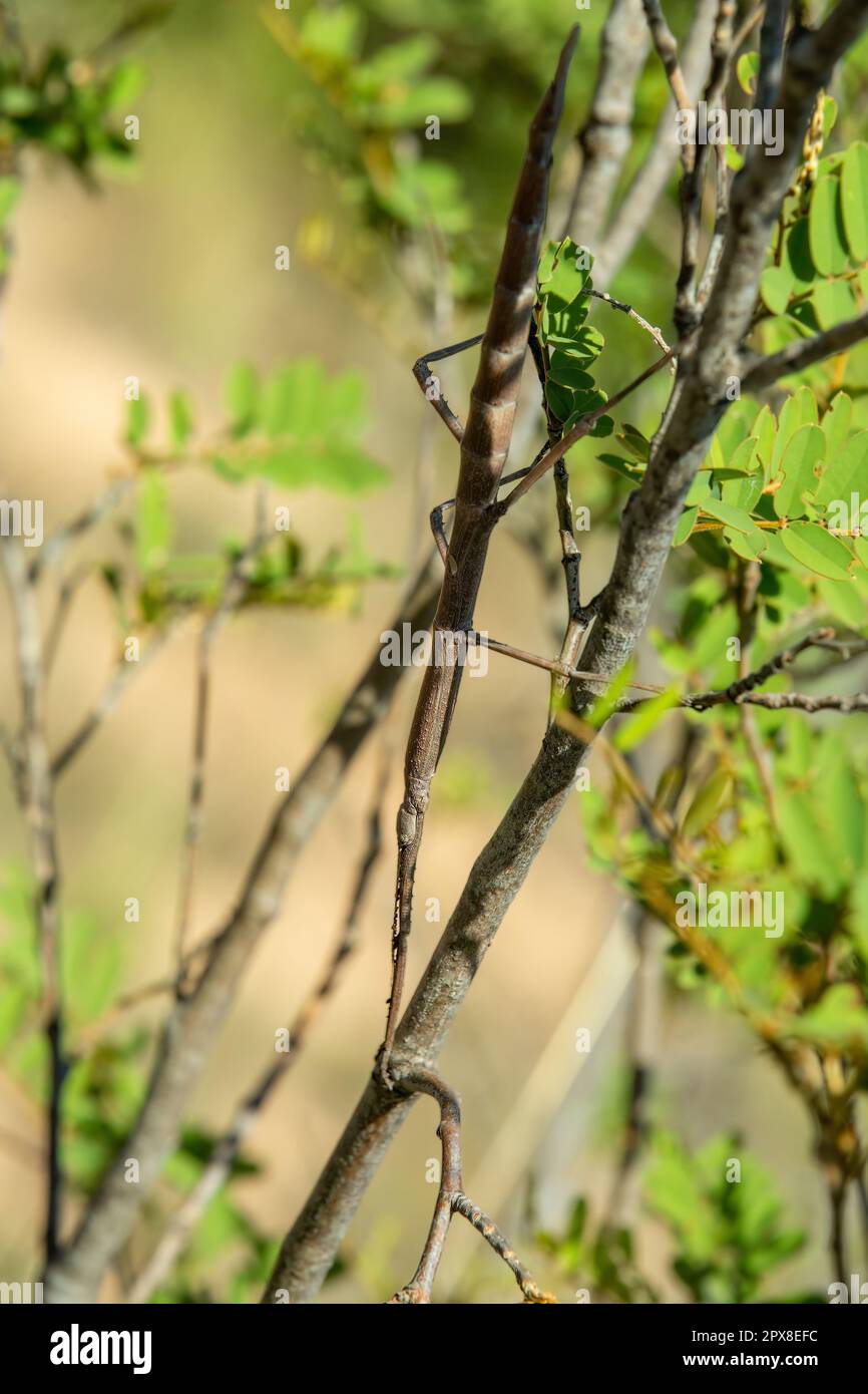 Achrioptera is a genus of stick insects, (Achrioptera impennis), Isalo ...