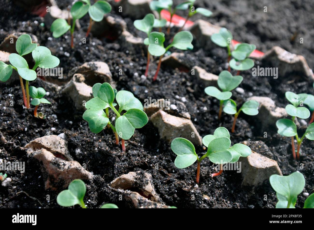 Seedling of radish germinating in the soil Stock Photo - Alamy