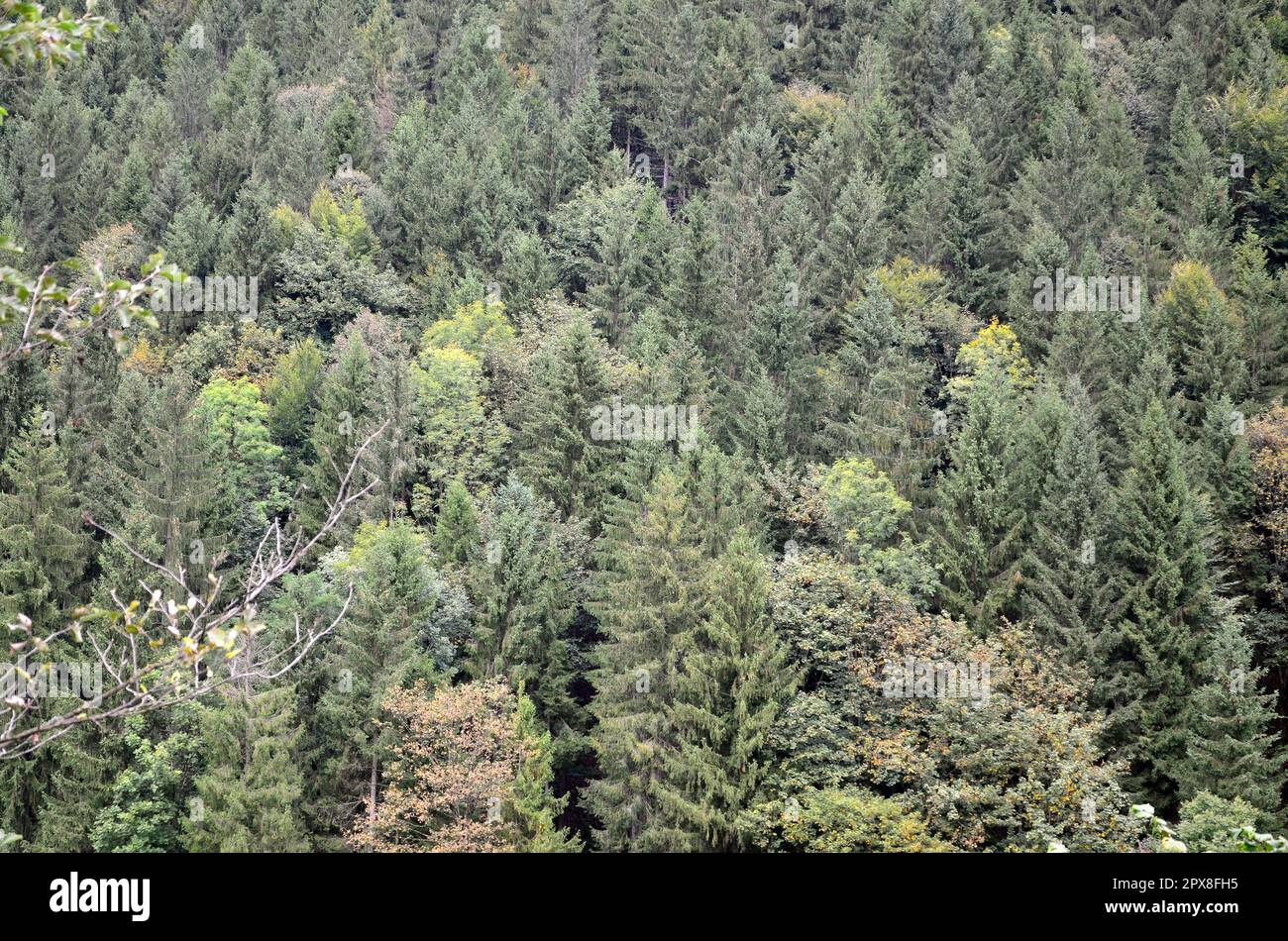Set of coniferous trees close-up. Texture of forest vegetation Stock ...