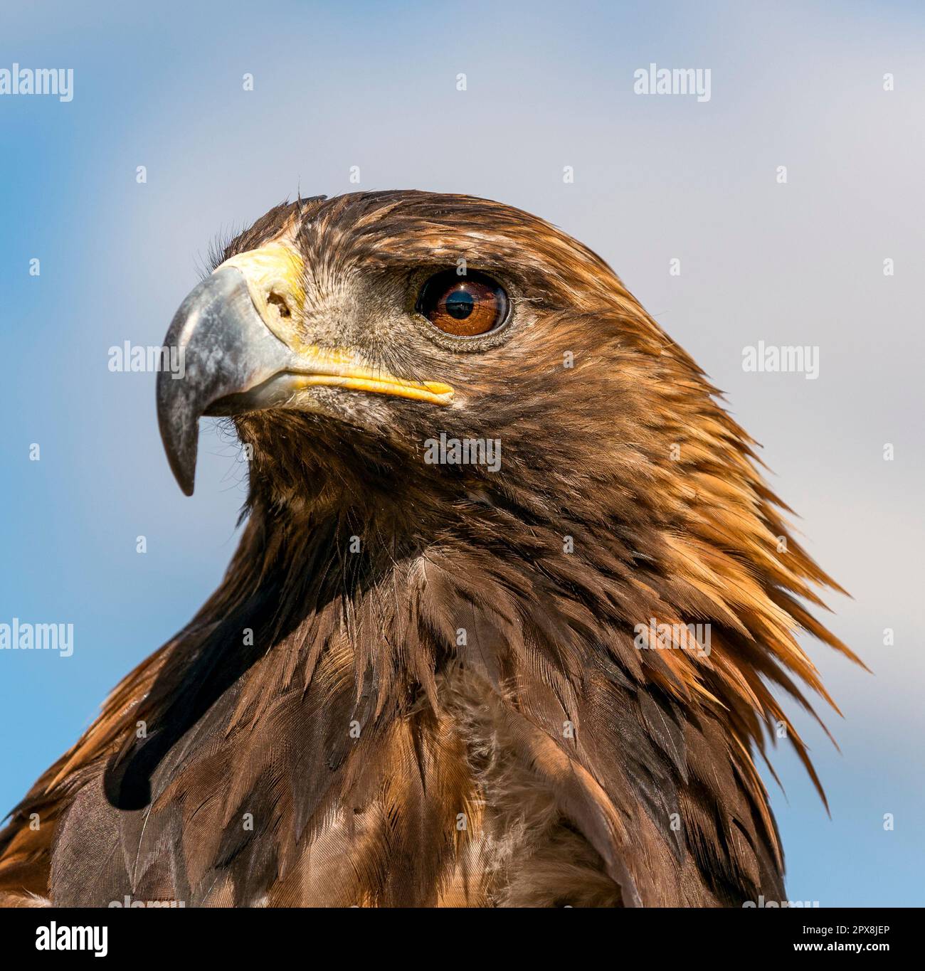 Close up of golden eagle head against blurred background Stock Photo ...