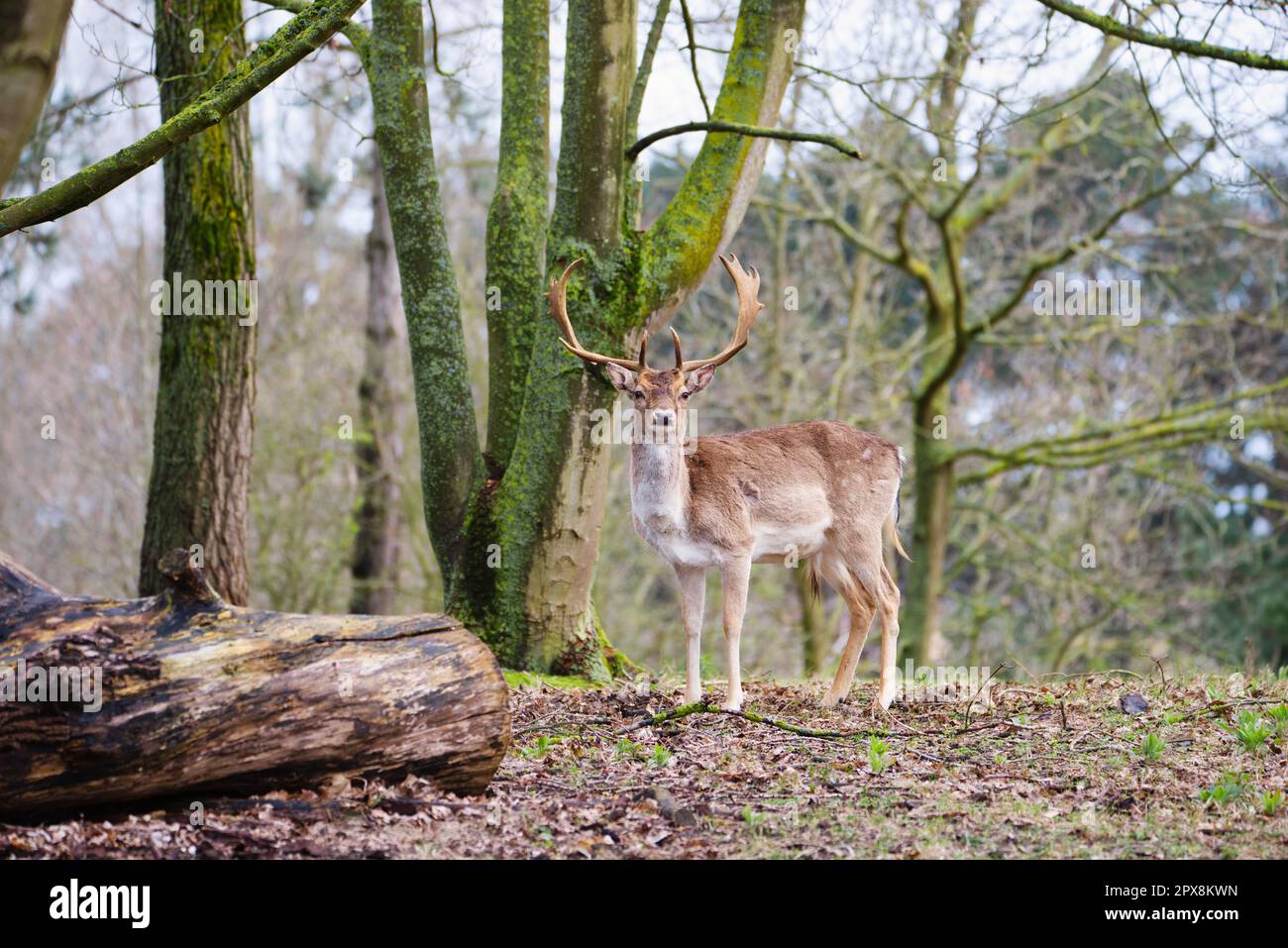 Red deer stag with antlers in spring, forest of Amsterdamse ...
