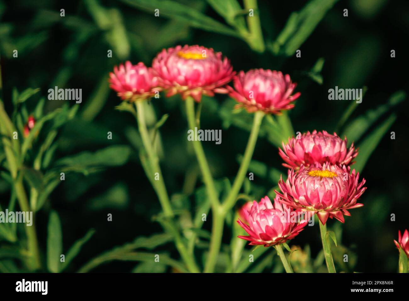 Pink everlasting is a blooming flower that is easy to grow Stock Photo ...